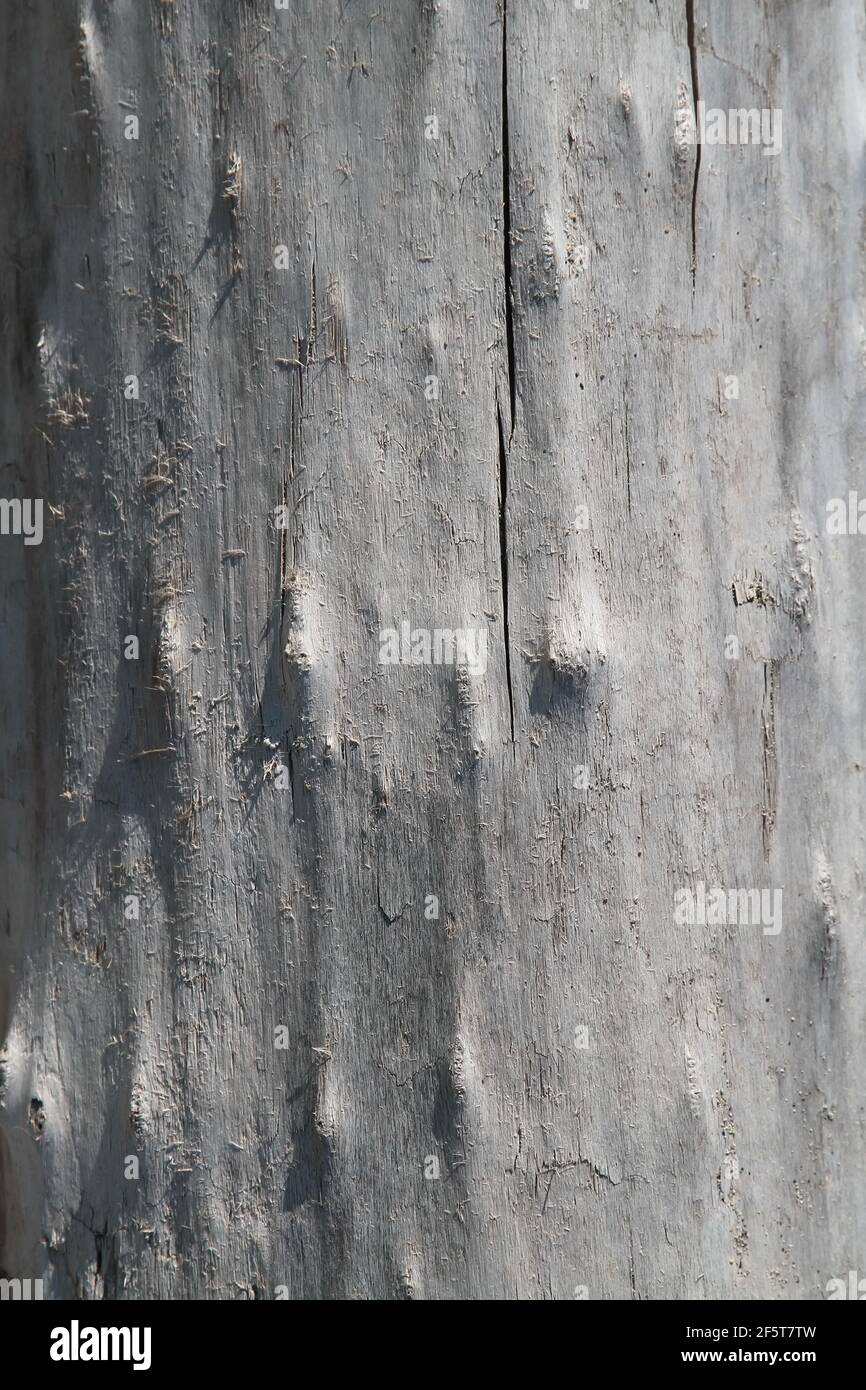 Weathered old dry wood texture. Marina di Vecchiano. Pisa. Italy Stock ...