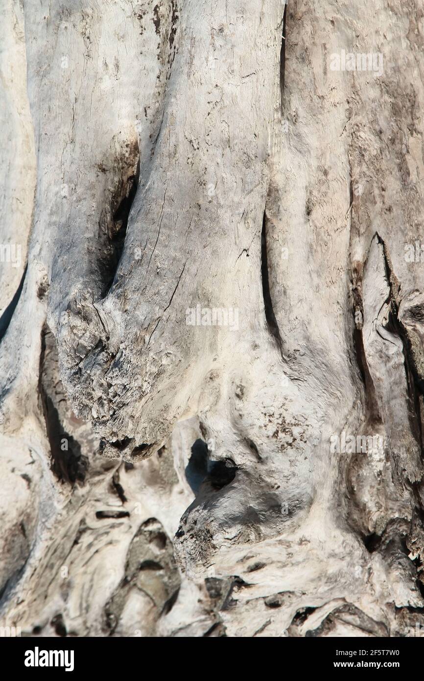 Weathered old dry wood texture. Marina di Vecchiano. Pisa. Italy Stock ...