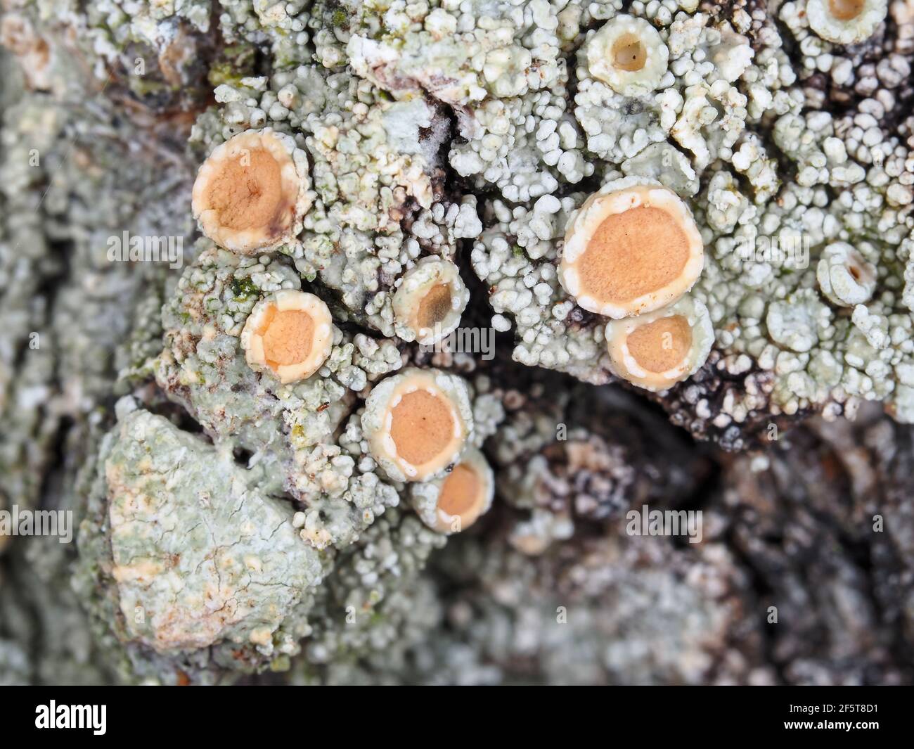 On bark with lichens hi-res stock photography and images - Alamy