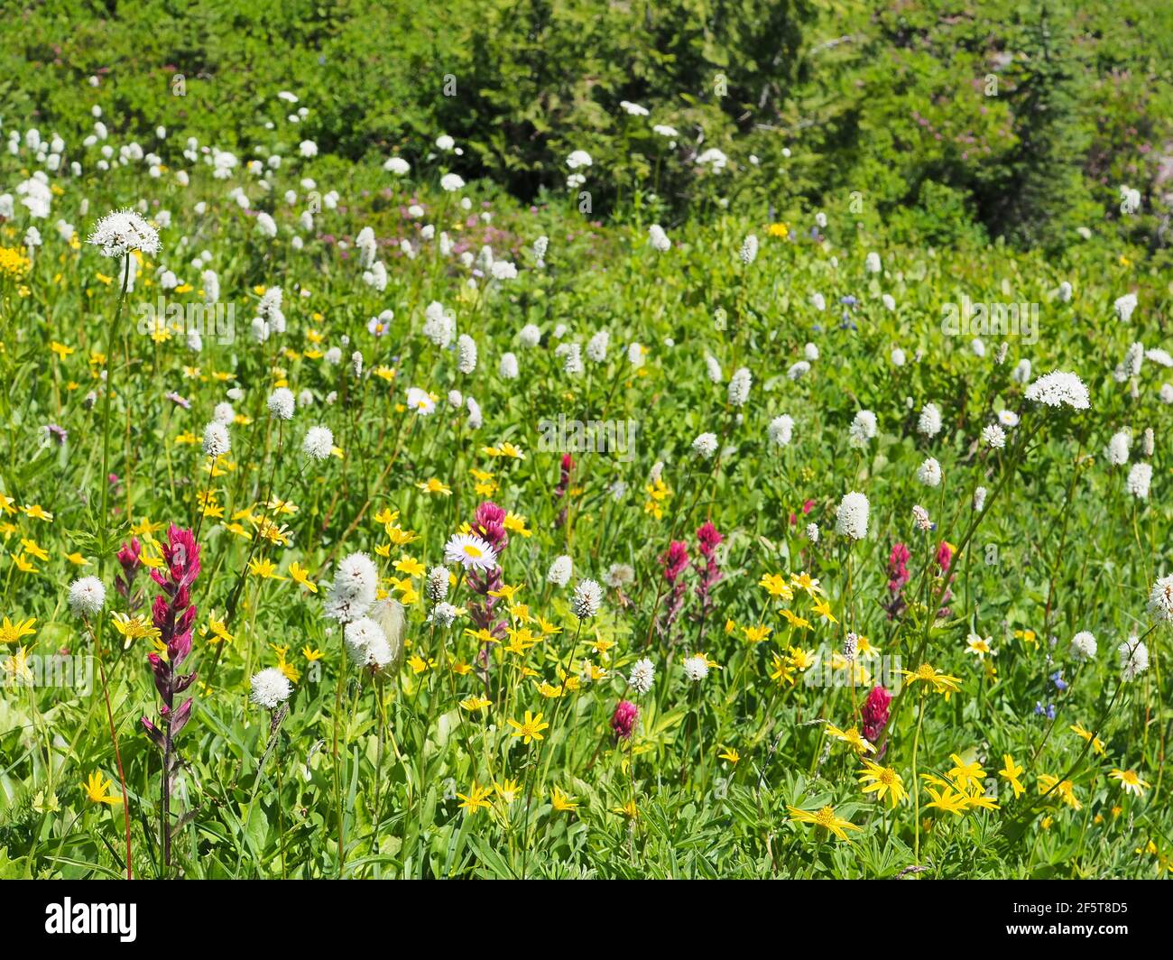 Subalpine meadow wildflowers in July, Mount Rainier National Park ...