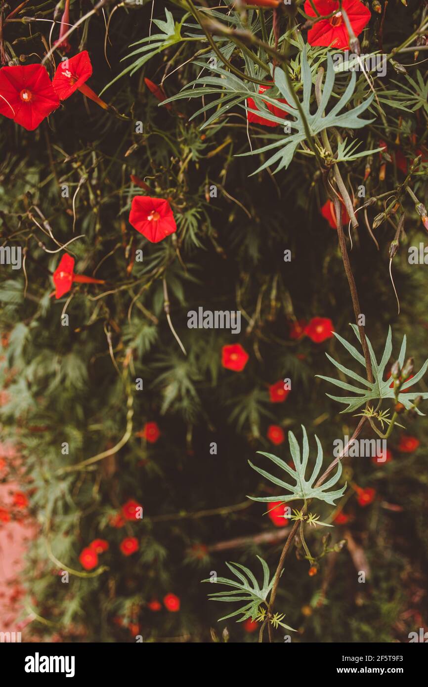 Cypress vines hi-res stock photography and images - Alamy
