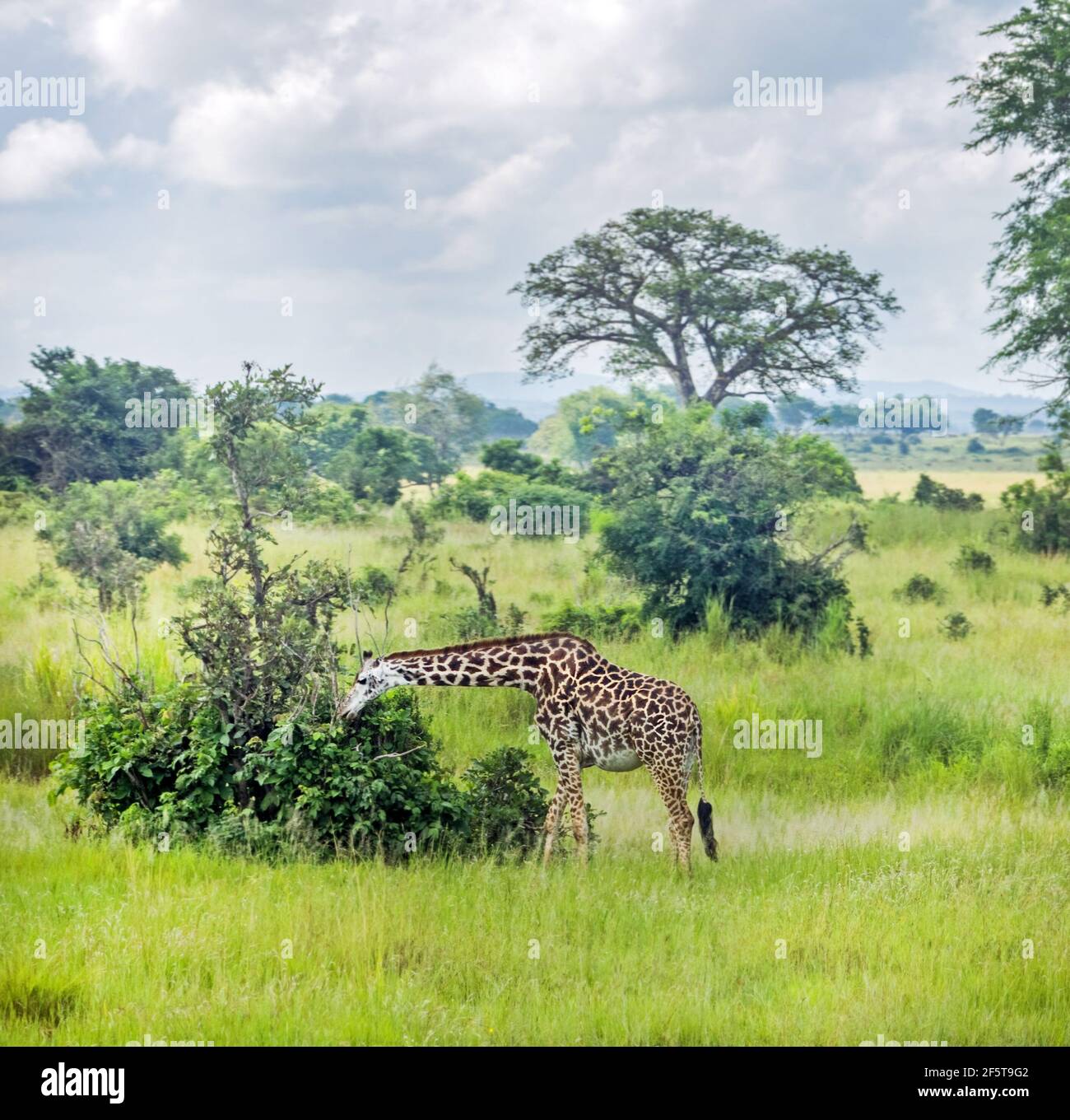 African Grass Plains