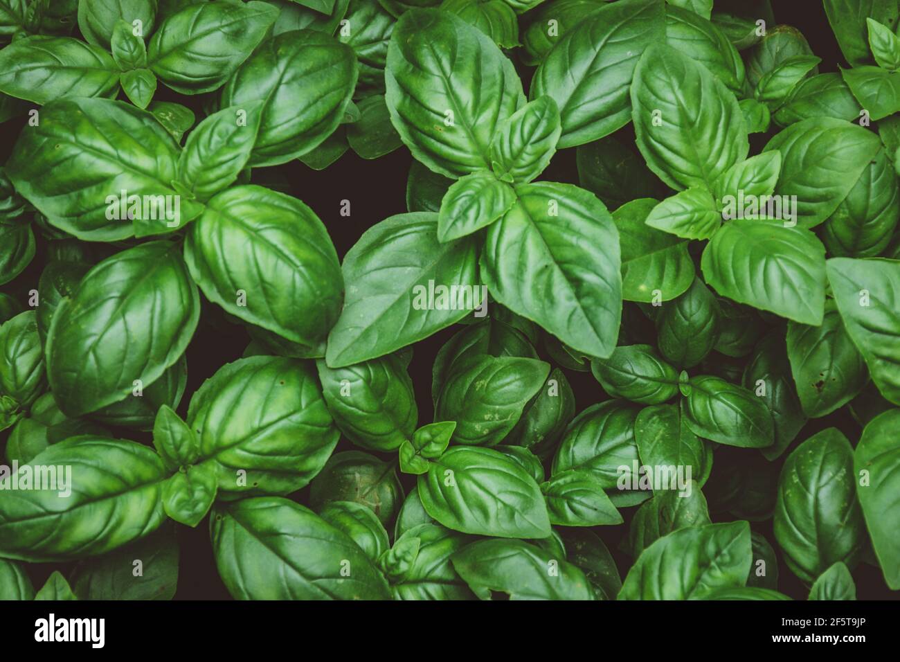 A top view of growing basil on a farm Stock Photo - Alamy