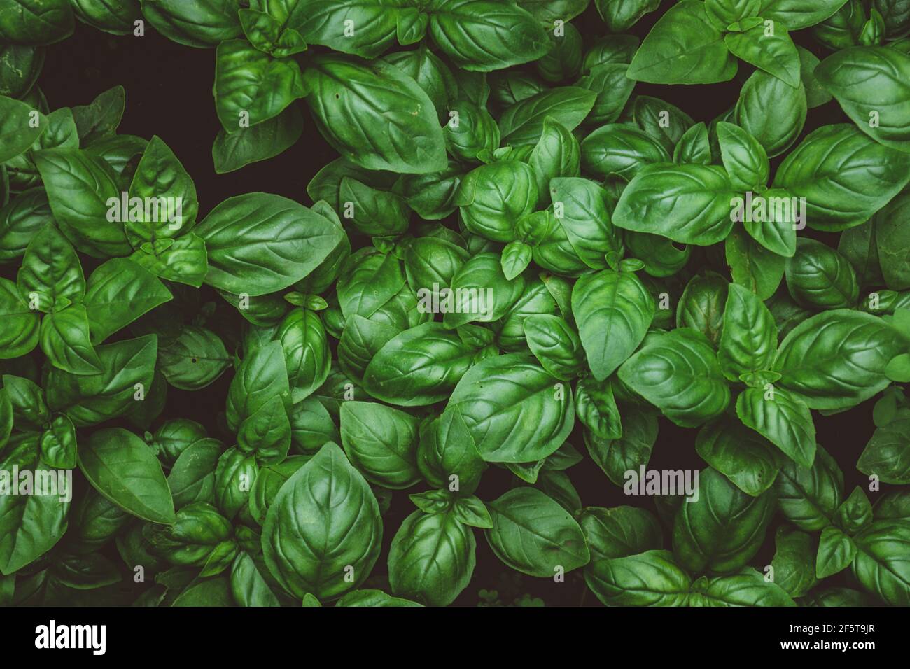 A top view of growing basil on a farm Stock Photo - Alamy