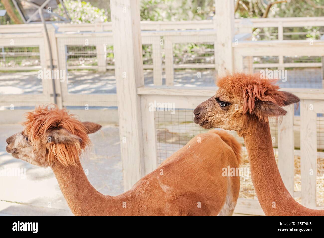 Two real cute alpacas at sunny day in mini zoo Stock Photo - Alamy