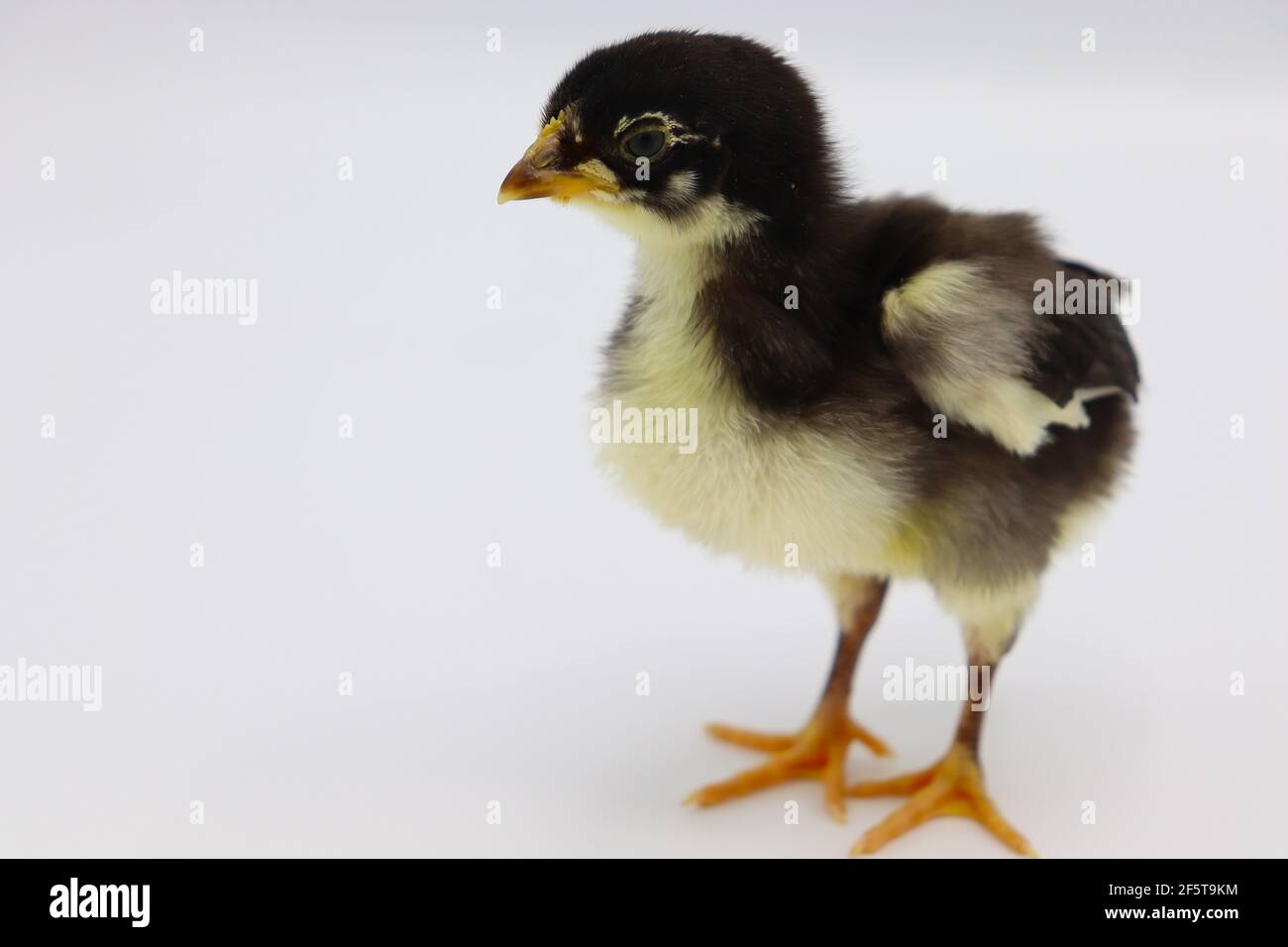 Beautiful black little chick isolated on the white Stock Photo - Alamy