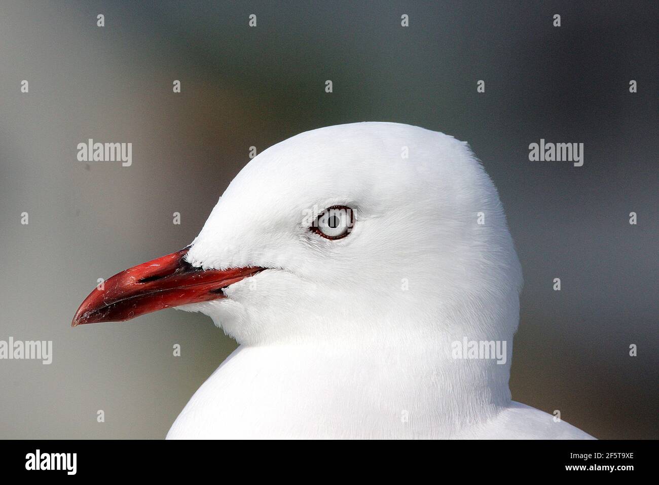 Gull profile hi-res stock photography and images - Alamy