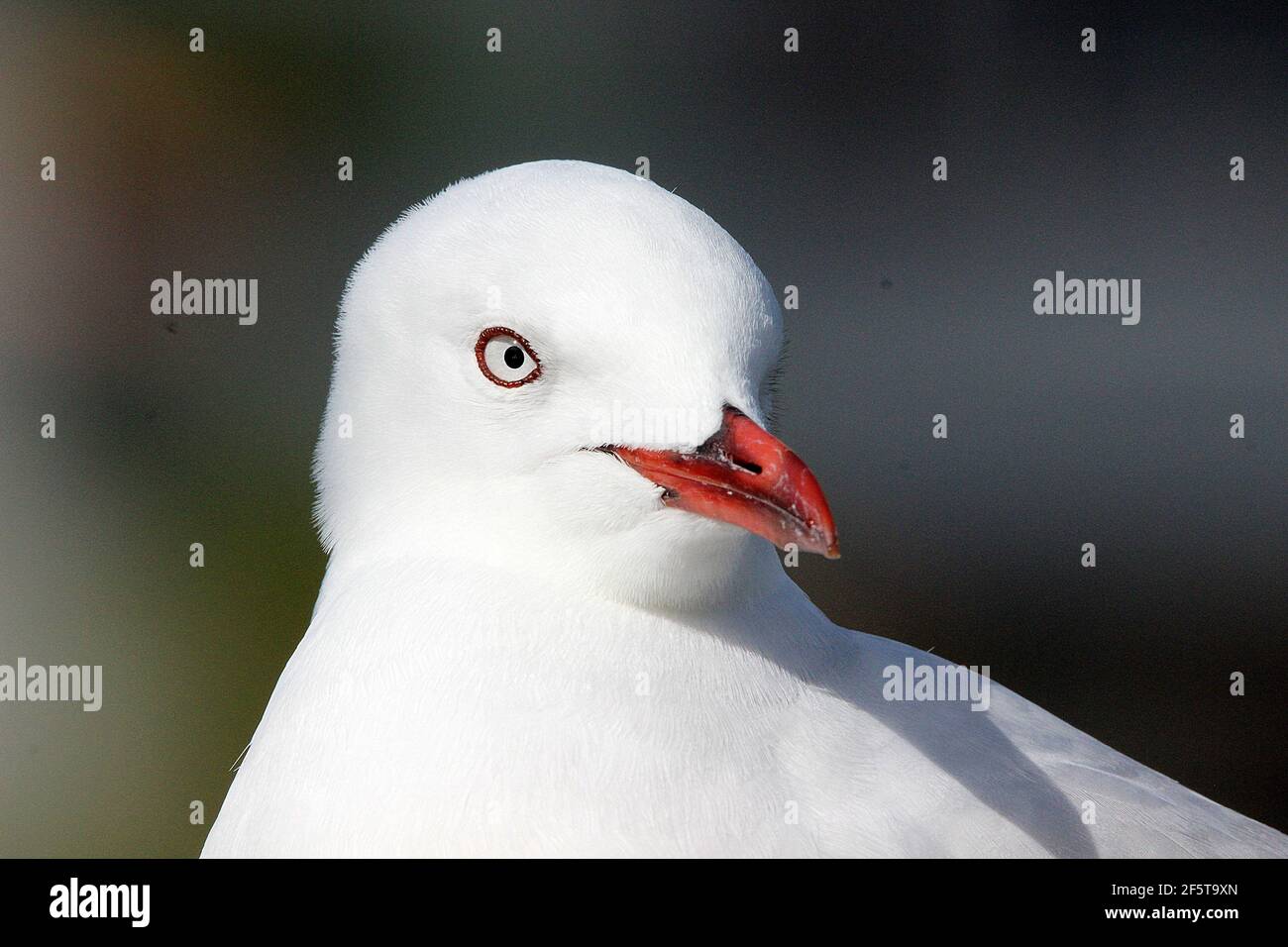 Red billed gull (Larus novaehollandiae/Chroicocephalus scopulinus) head ...