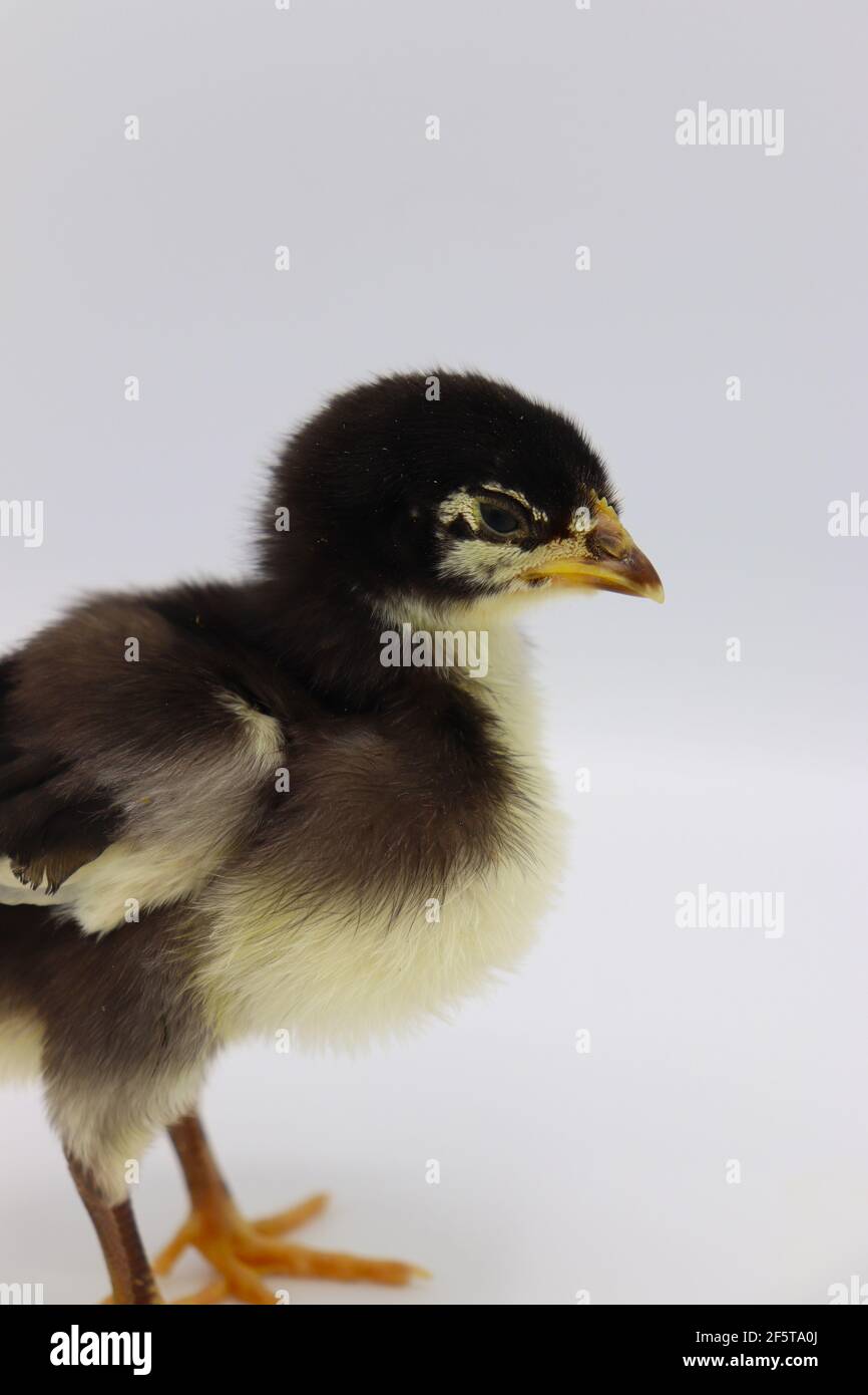 Beautiful black little chick isolated on the white Stock Photo - Alamy