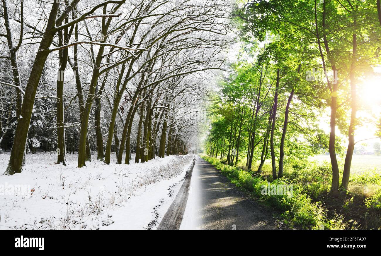 Winter and spring forest. Concept of change season Stock Photo - Alamy