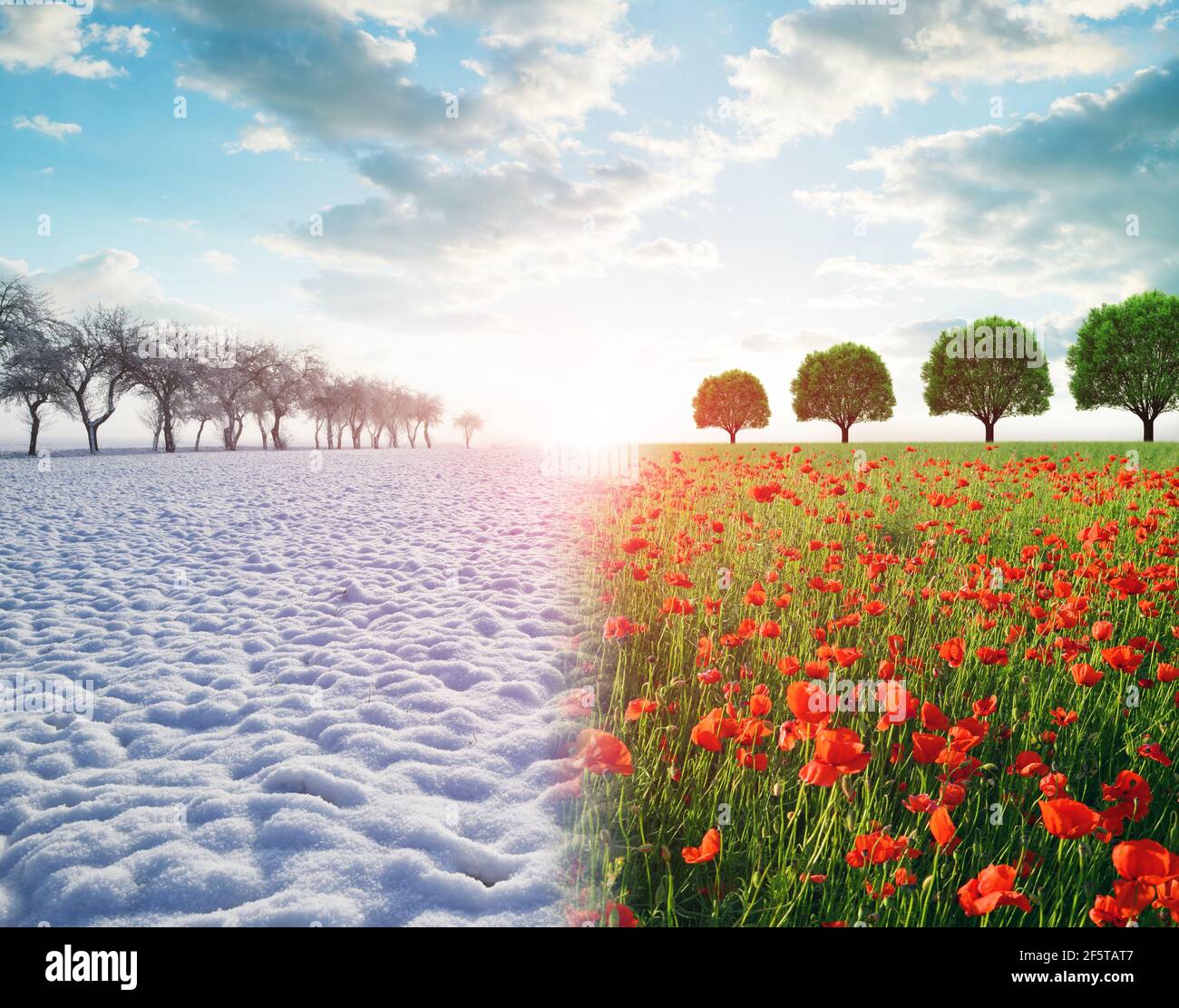 Winter and spring landscape. Snowy countryside and blooming red poppy ...