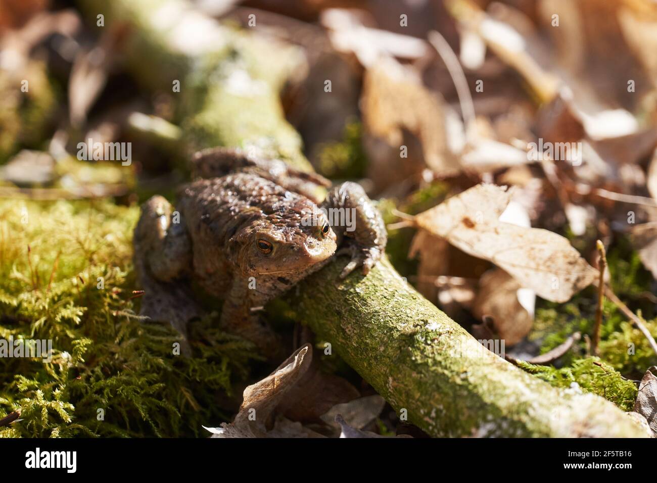 Common toad sitting between dead leafs and branches in forest floor in ...