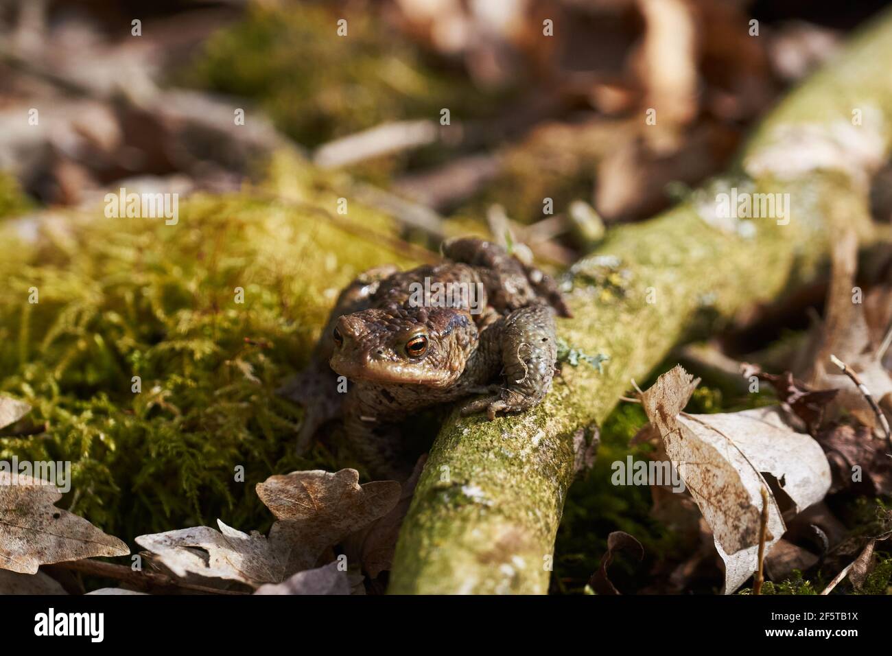 Common toad sitting between dead leafs and branches in forest floor in ...
