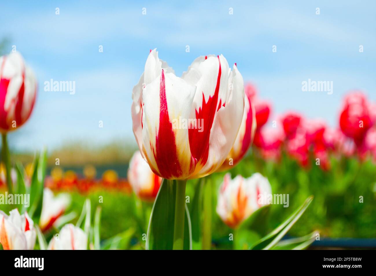 Tulipani hi-res stock photography and images - Alamy