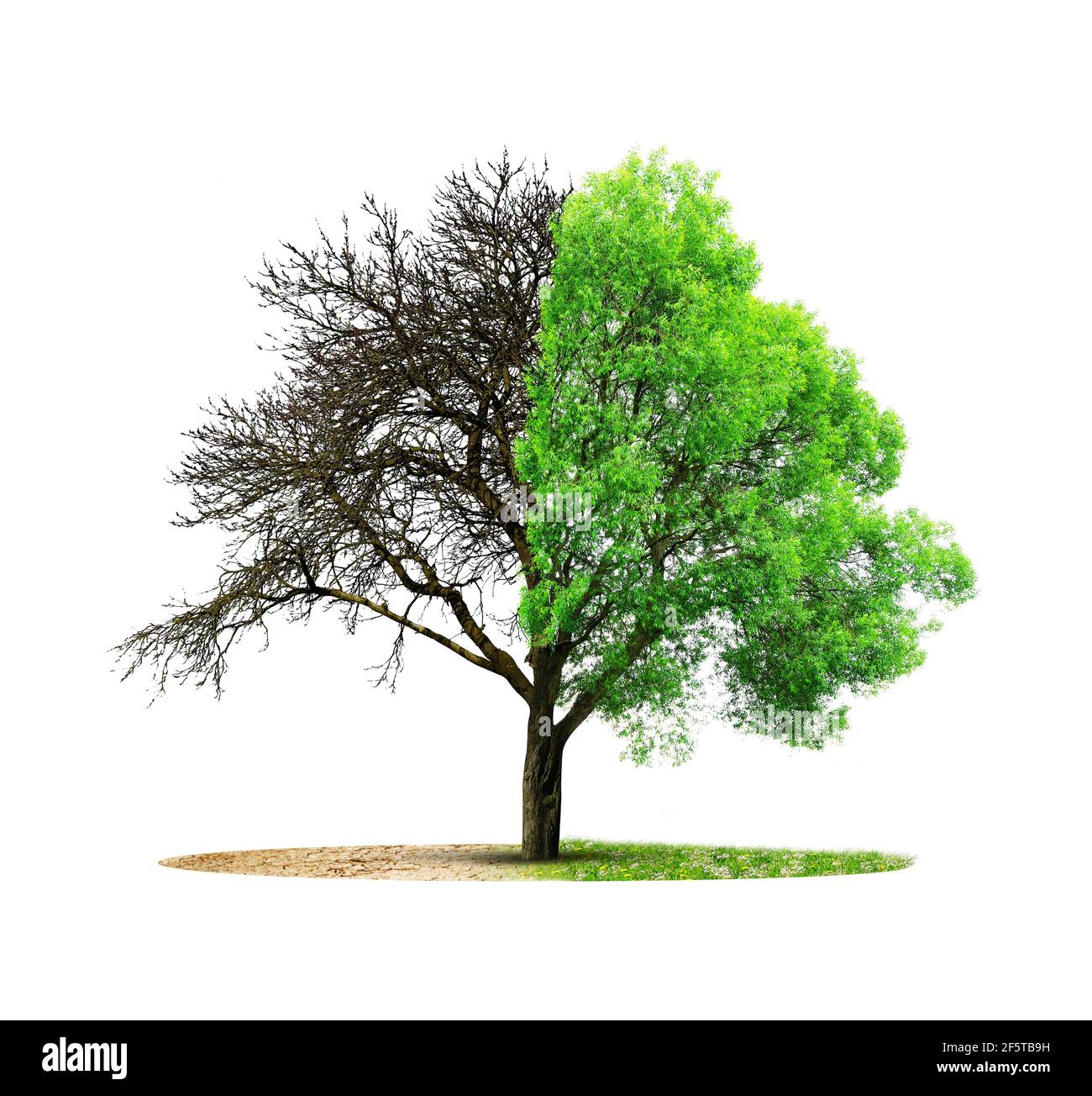 Live and dead tree isolated on a white background. Global warming or ...