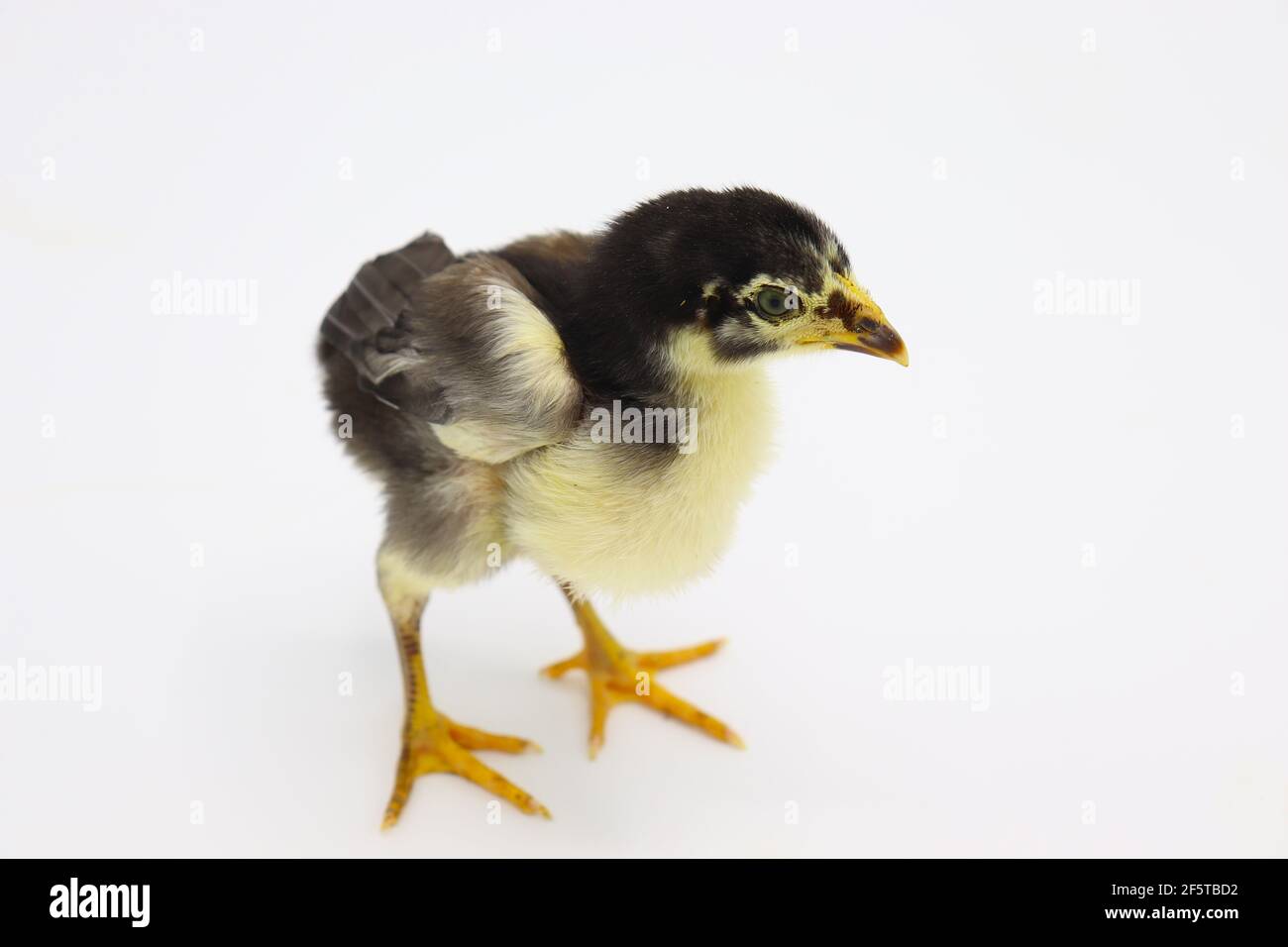 Fluffy black chick hi-res stock photography and images - Alamy
