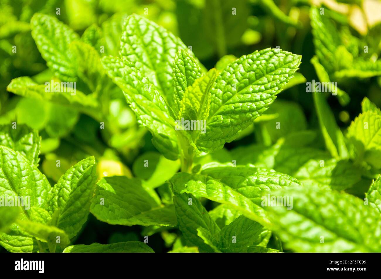 Pianta di menta hi-res stock photography and images - Alamy