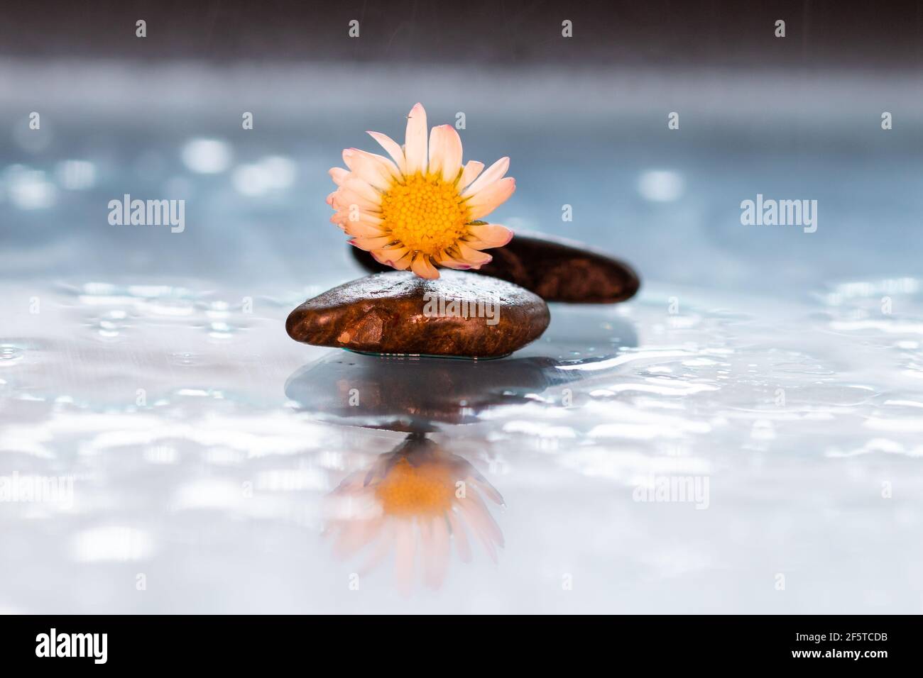 flower in water Stock Photo - Alamy