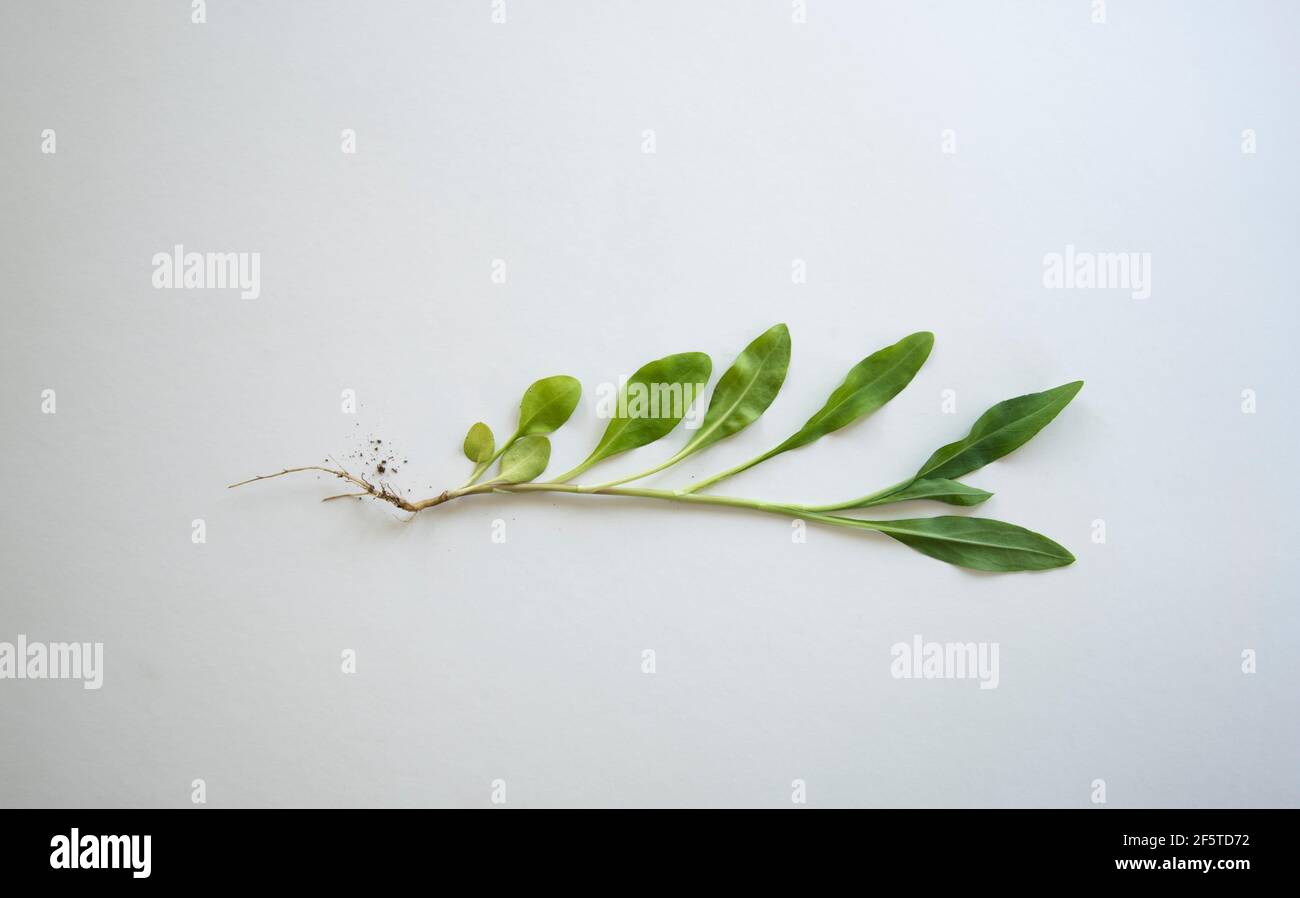 green leafy plant and plant root Stock Photo - Alamy