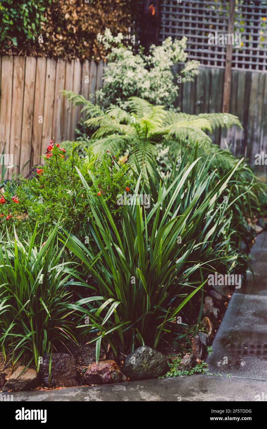 idyllic sunny backyard with lots of tropical plants and dianella ...