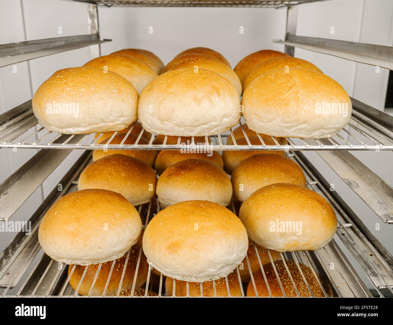 Rows of tasty round shape bread with golden surface and crunchy crust ...