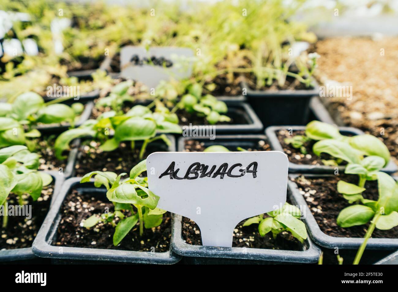 Basil inscription in soil with growing green seedlings in plastic ...