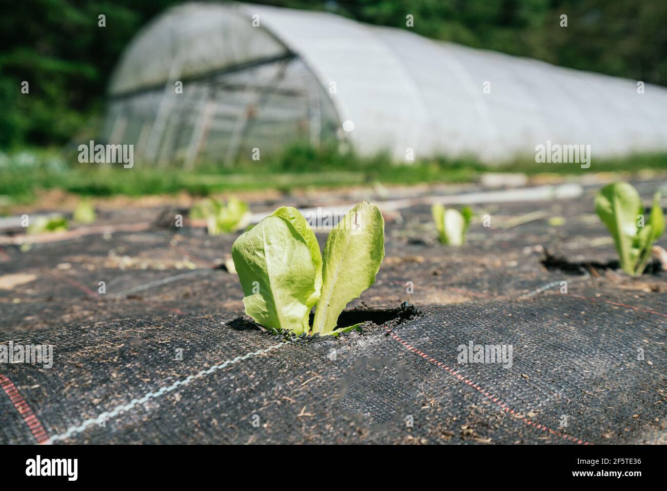 Rows of lettuce plants with wavy foliage growing in holes of covering ...