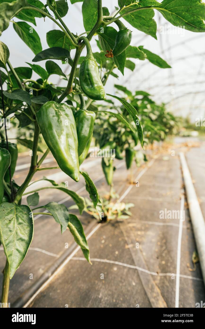 Plants with peppers and wavy foliage on thin stalks growing in row in ...