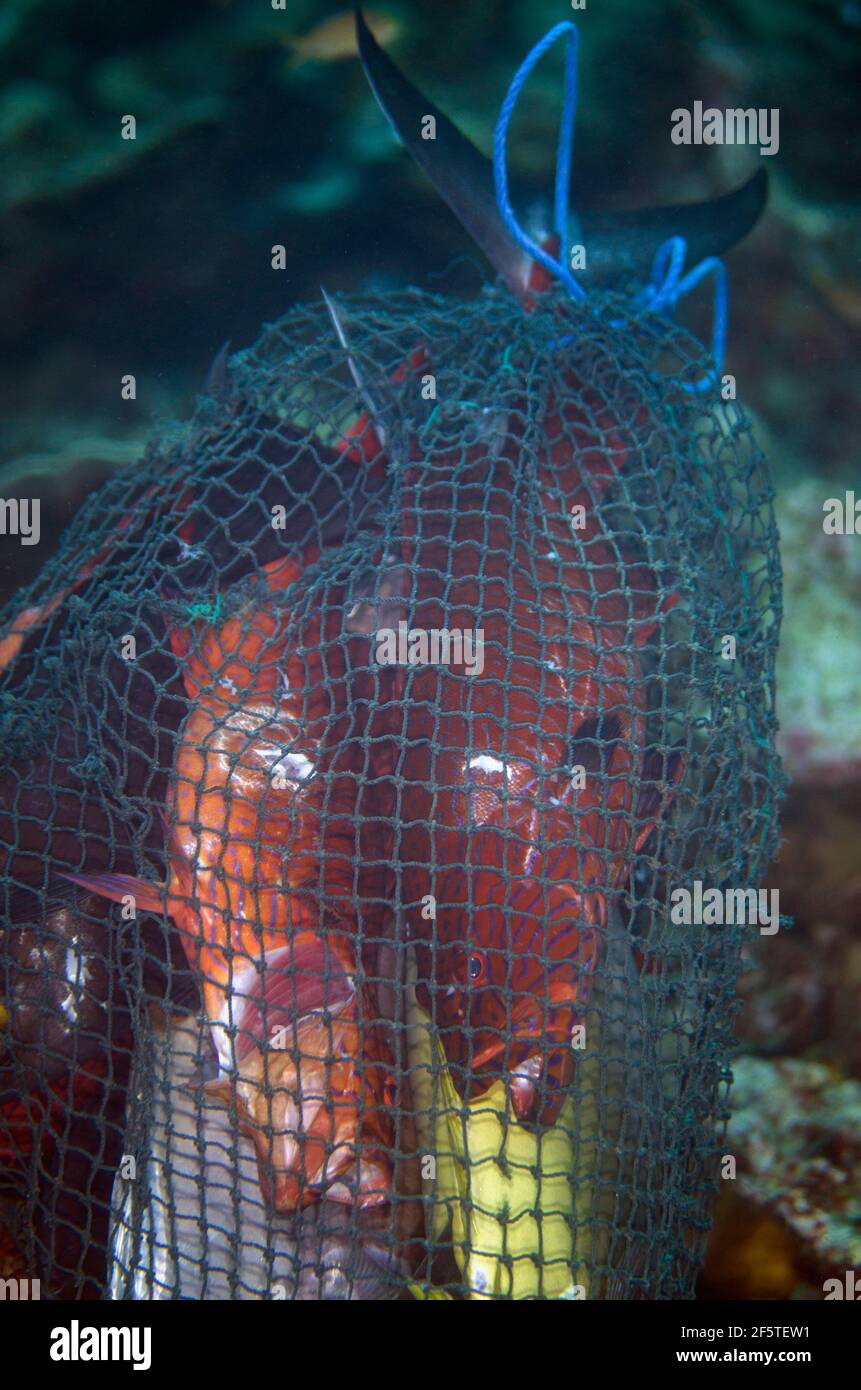 Spear fishing hi-res stock photography and images - Alamy