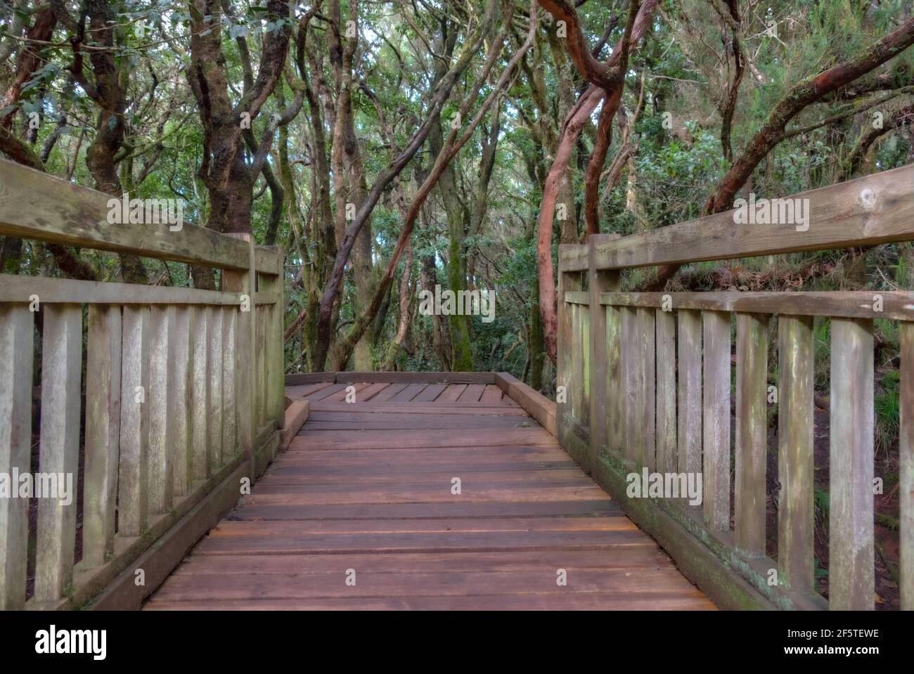 Natural trail leading through Anaga mountains at Tenerife, Canary ...