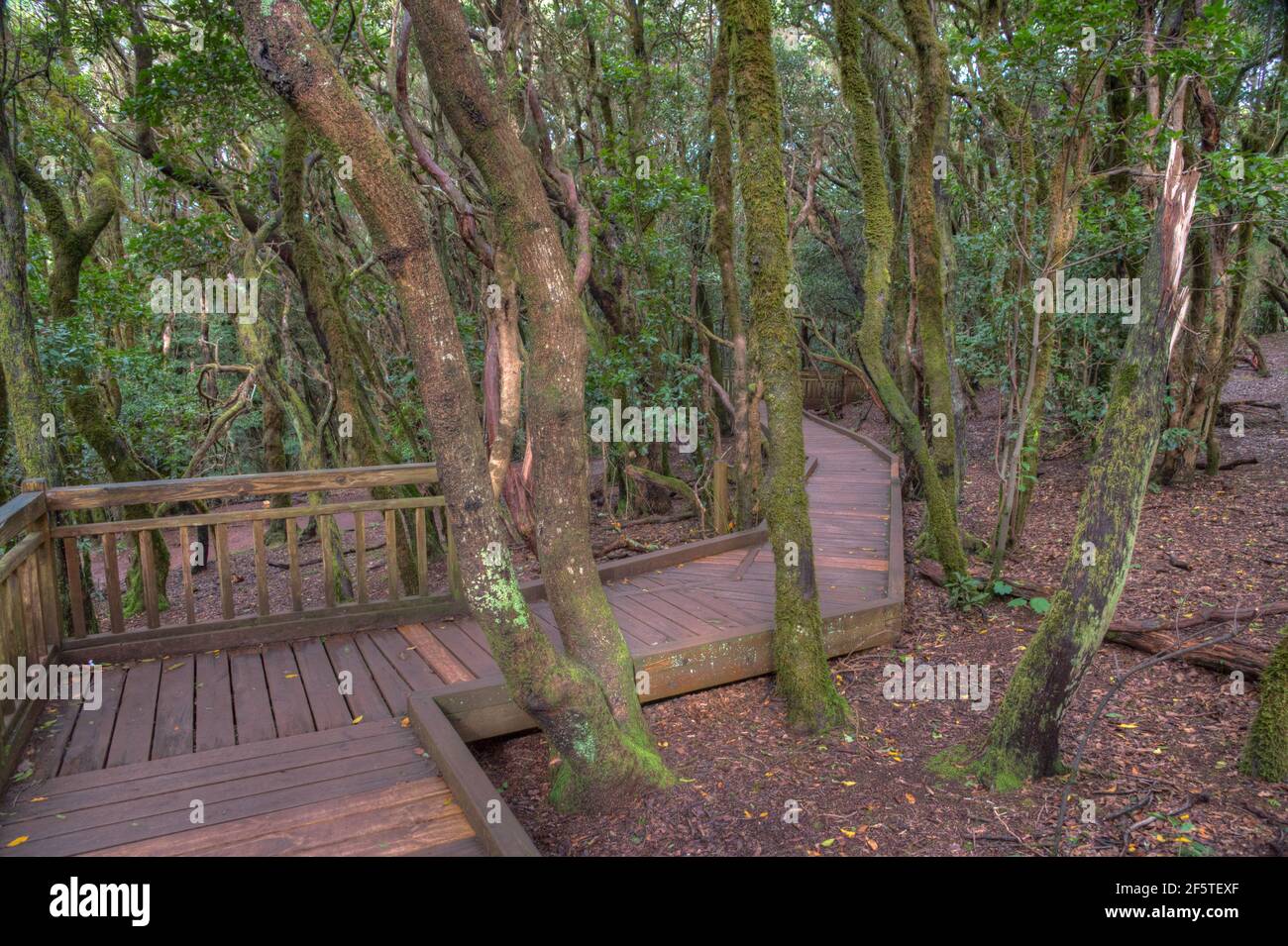 Natural trail leading through Anaga mountains at Tenerife, Canary ...