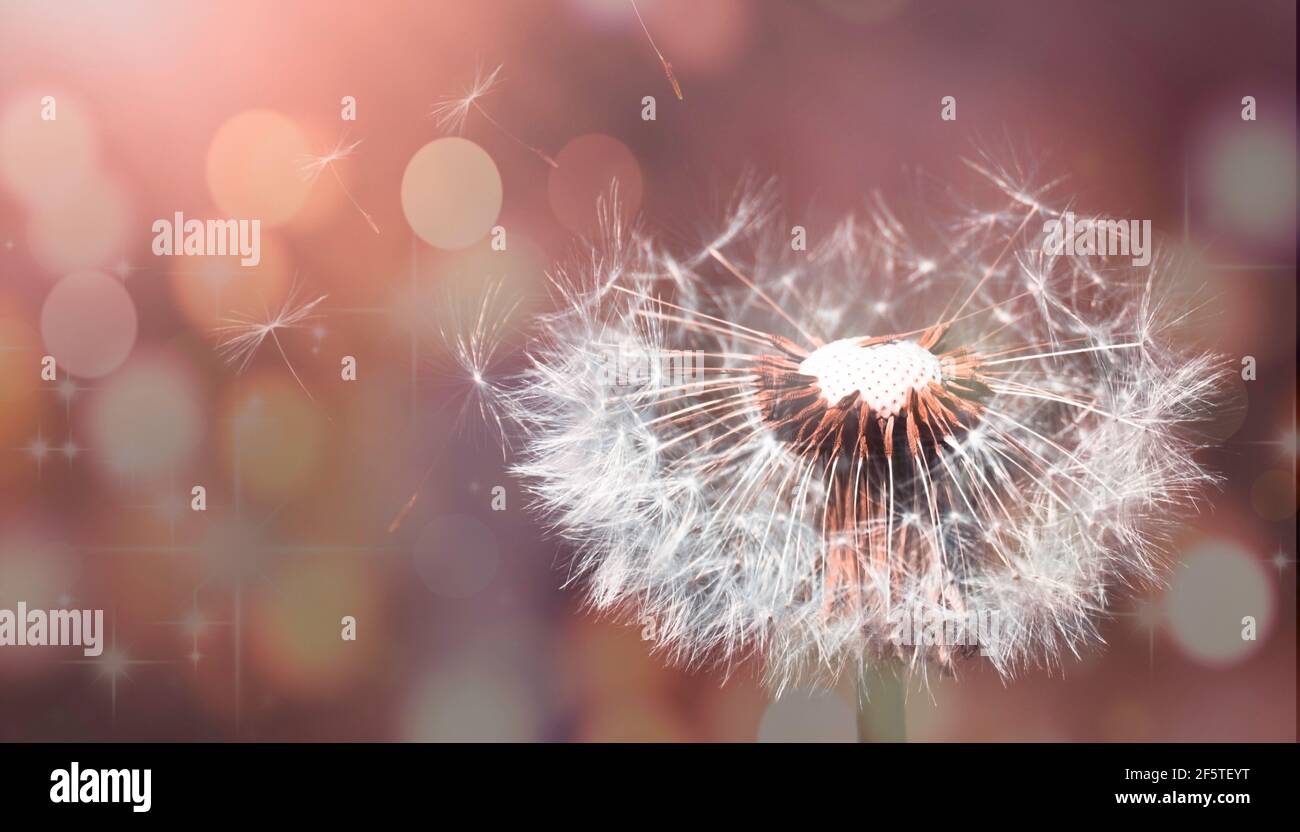 Dandelion seeds background hi-res stock photography and images - Alamy