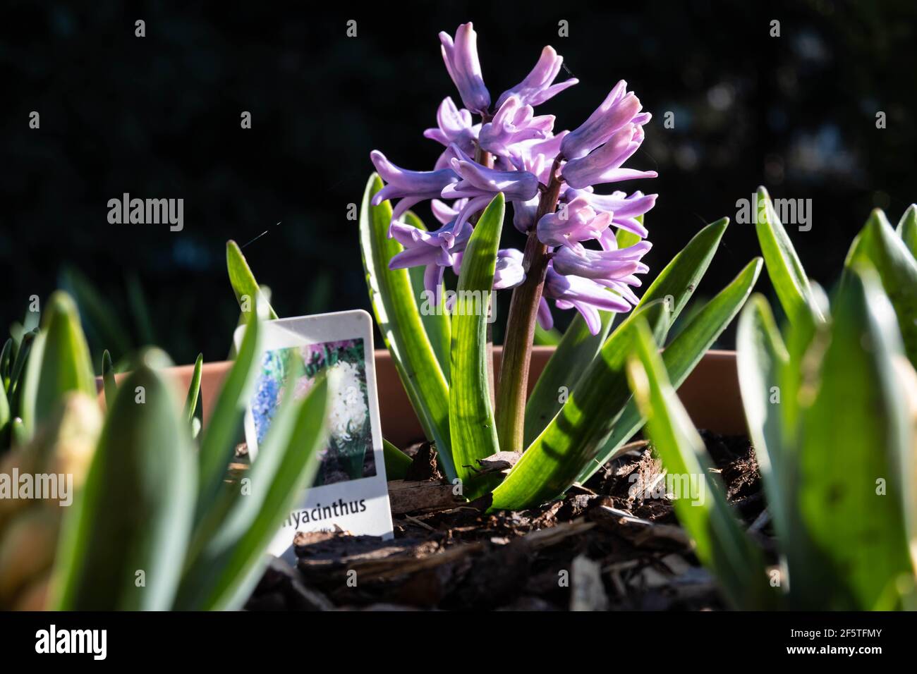 Hyacinthus is a genus of plants from the Asparagaceae family ...