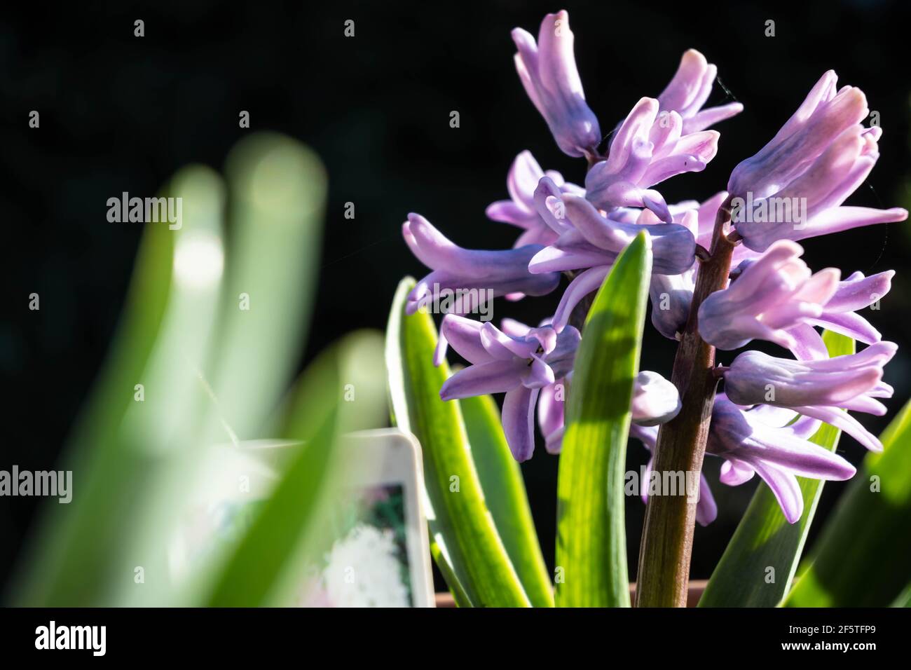 Hyacinthus is a genus of plants from the Asparagaceae family ...