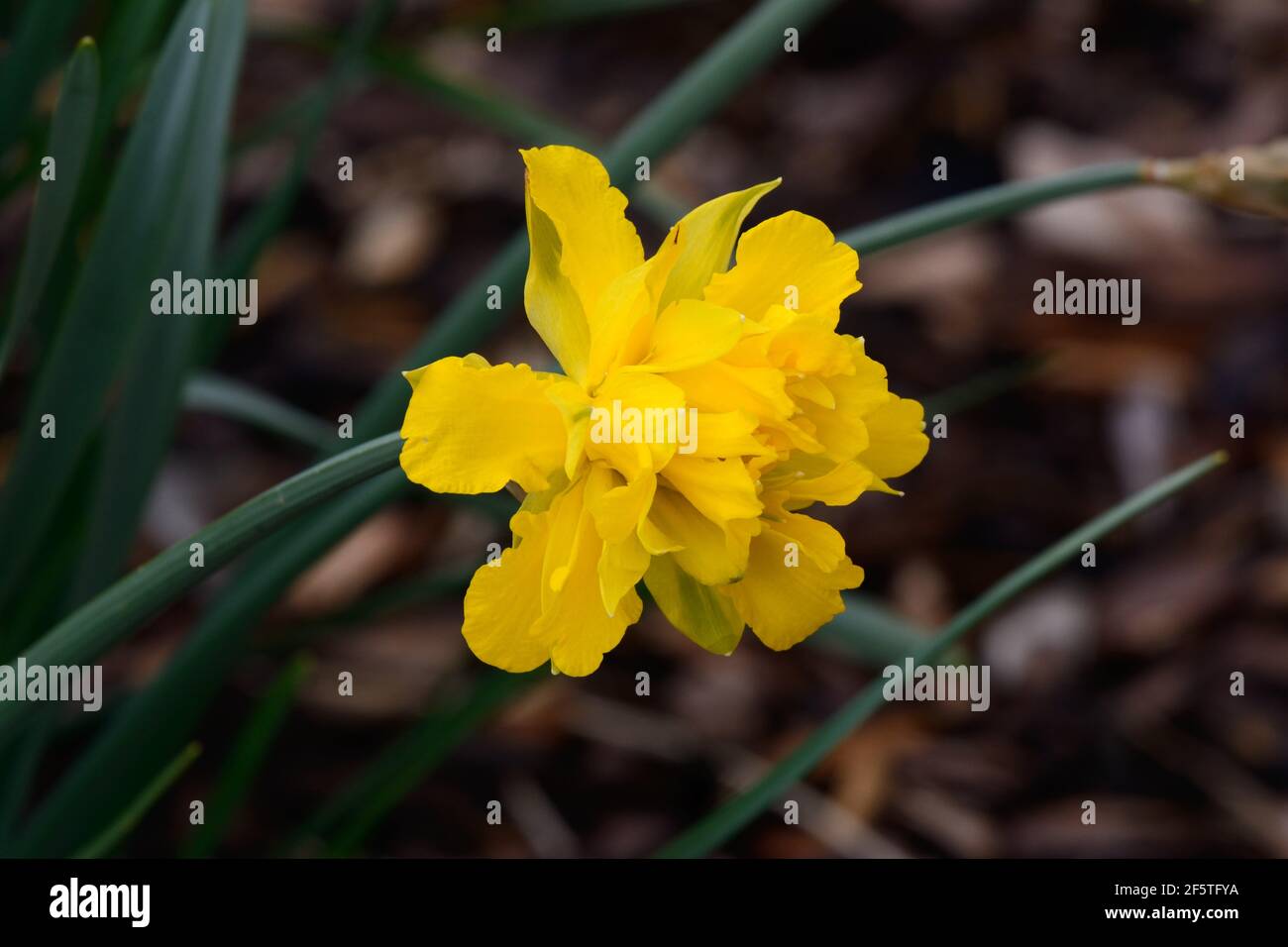 Wild double daffodils growing in a hedgerow double narcissus yellow ...