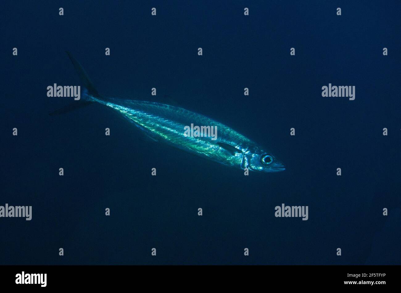 Brass Striped Barracuda, Sphyraena helleri, Gorango Mini dive site ...