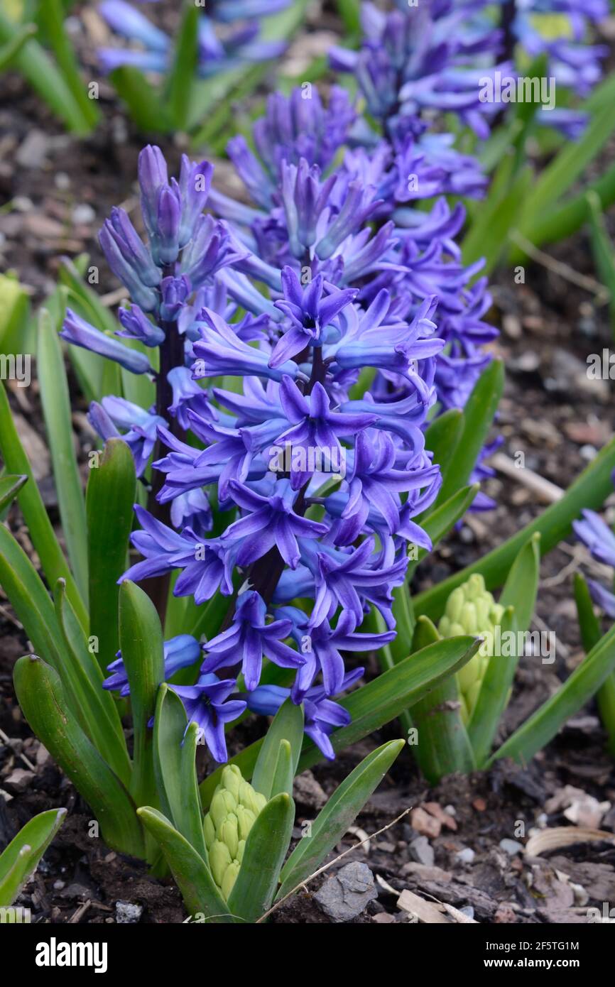 Hyacinthus orientalis Aida flower flowers Hyacinth Aida Stock Photo - Alamy