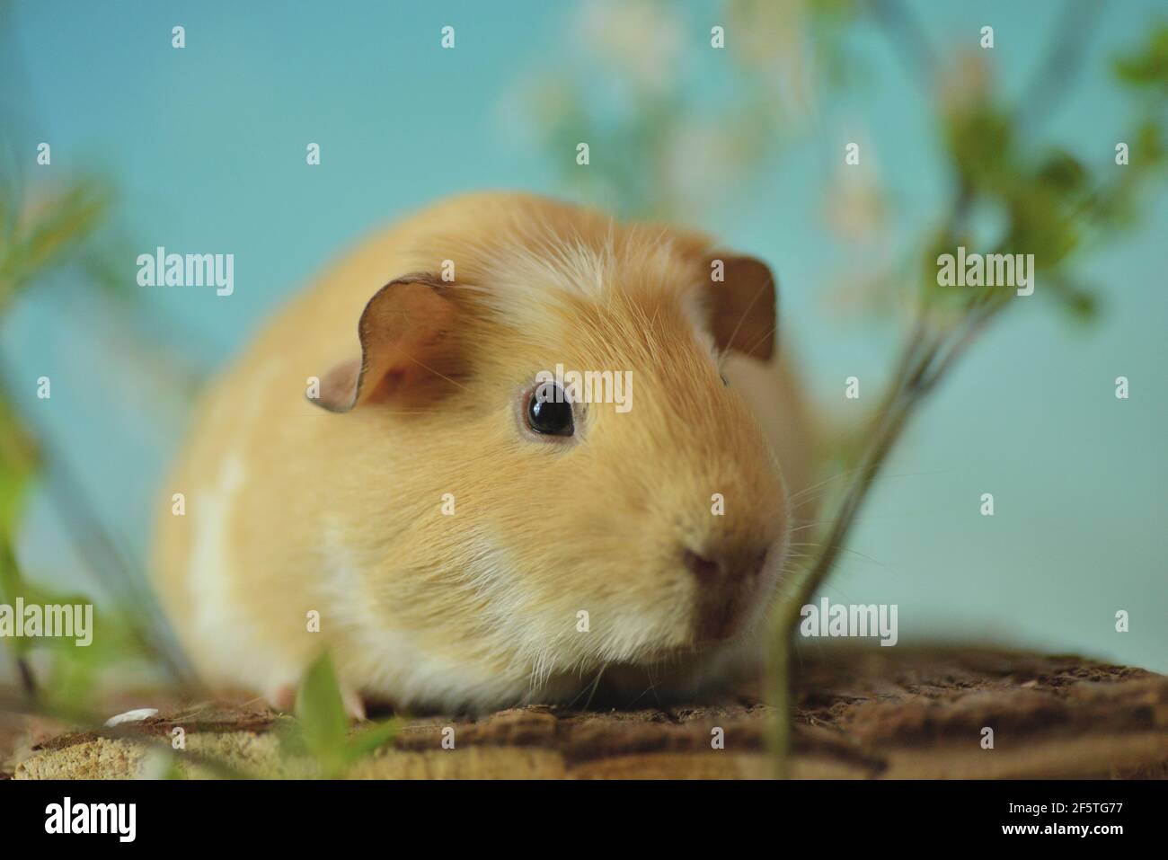 Guinea pig in spring awakening Stock Photo - Alamy