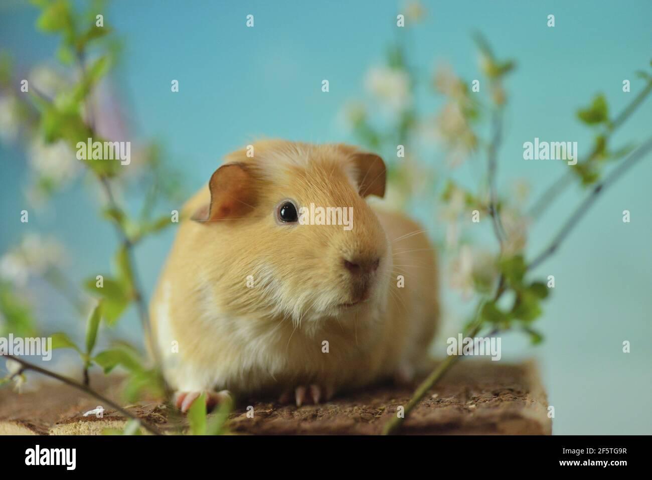 Guinea pig in spring awakening Stock Photo - Alamy