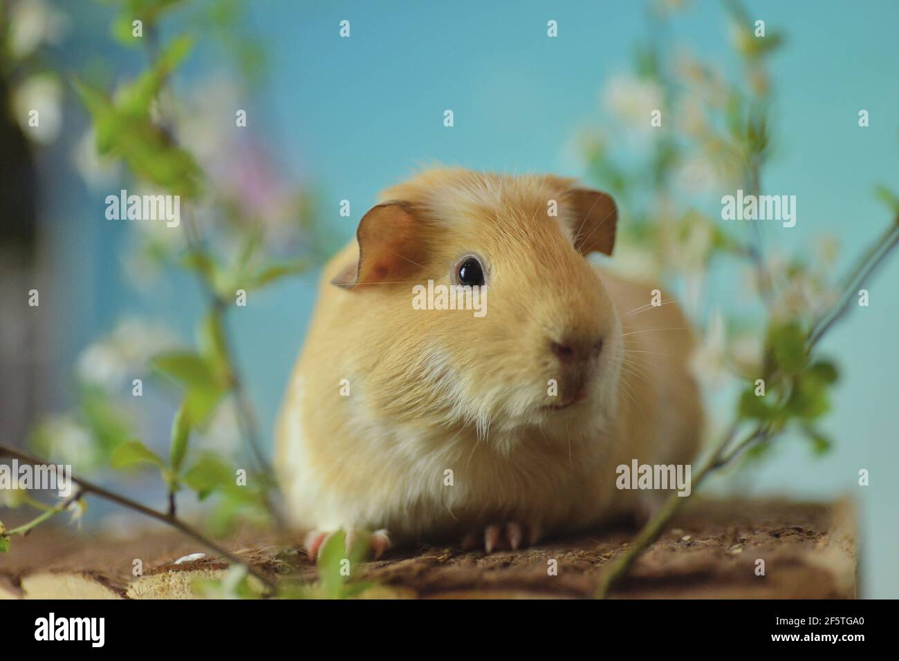 Guinea pig in spring awakening Stock Photo - Alamy