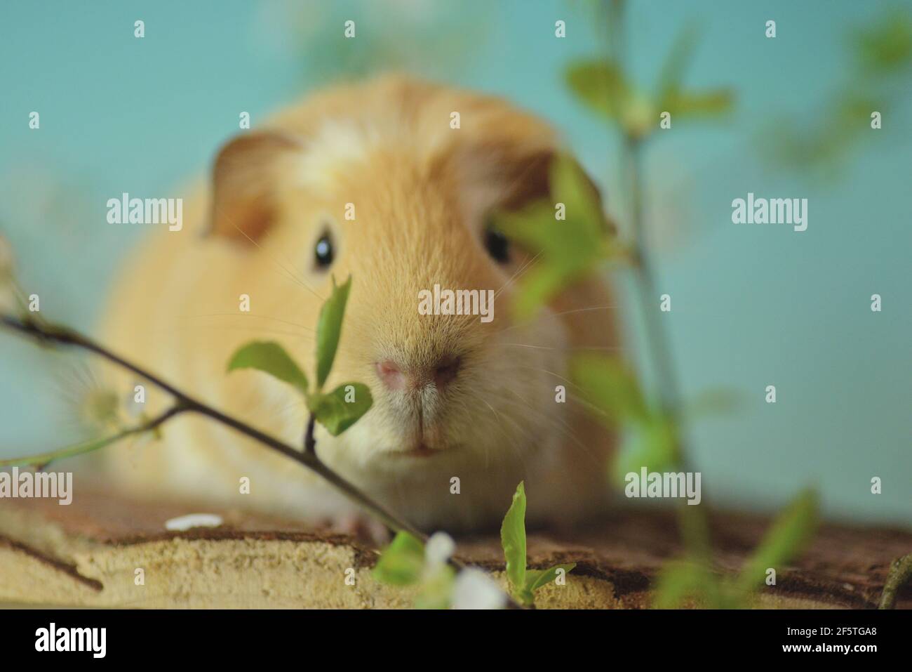 Guinea pig in spring awakening Stock Photo - Alamy