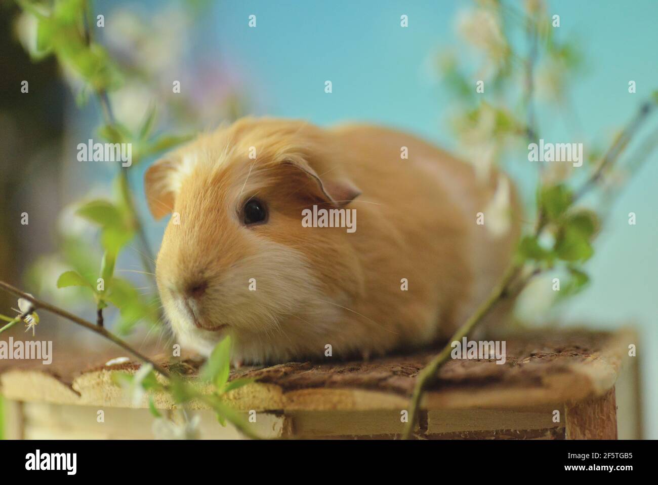 Guinea pig in spring awakening Stock Photo - Alamy