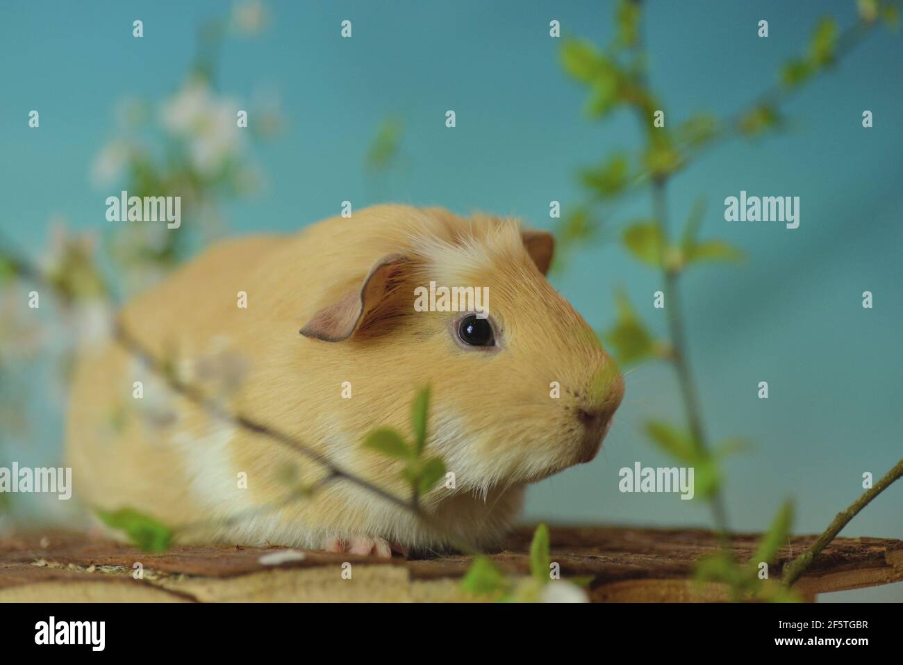 Guinea pig in spring awakening Stock Photo - Alamy