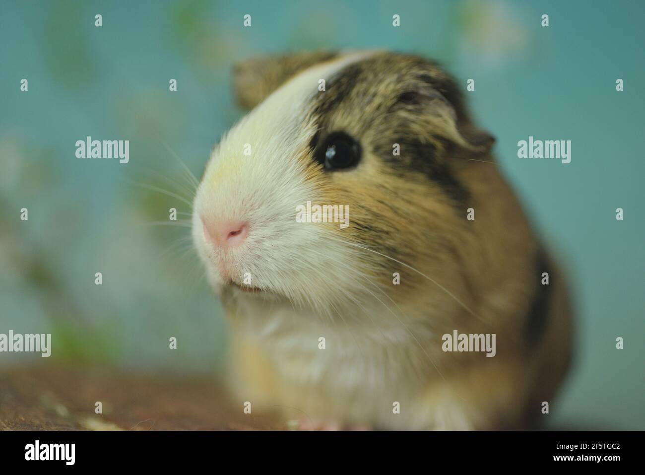 Guinea pig in spring awakening Stock Photo - Alamy