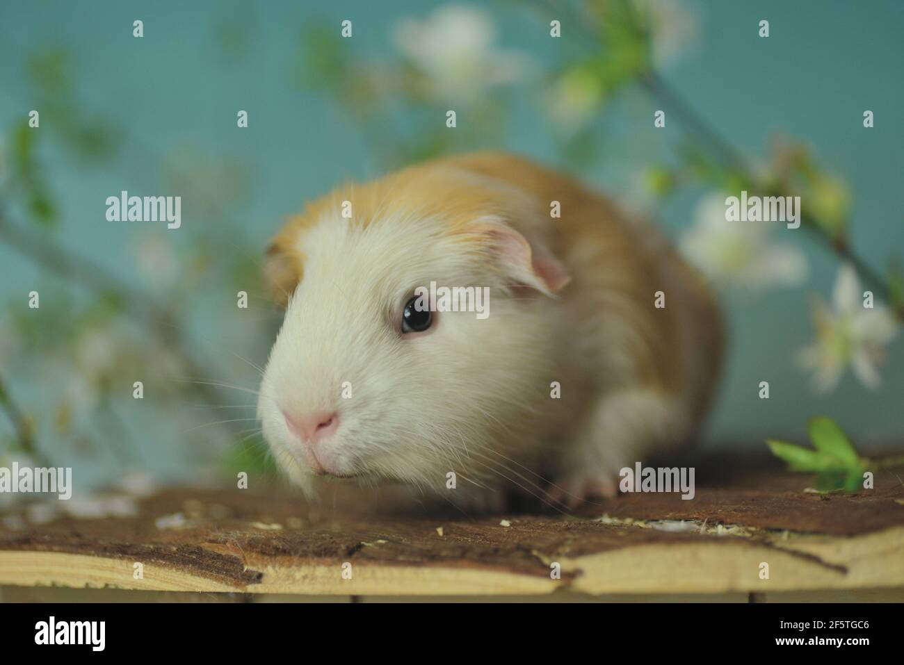 Guinea pig in spring awakening Stock Photo - Alamy