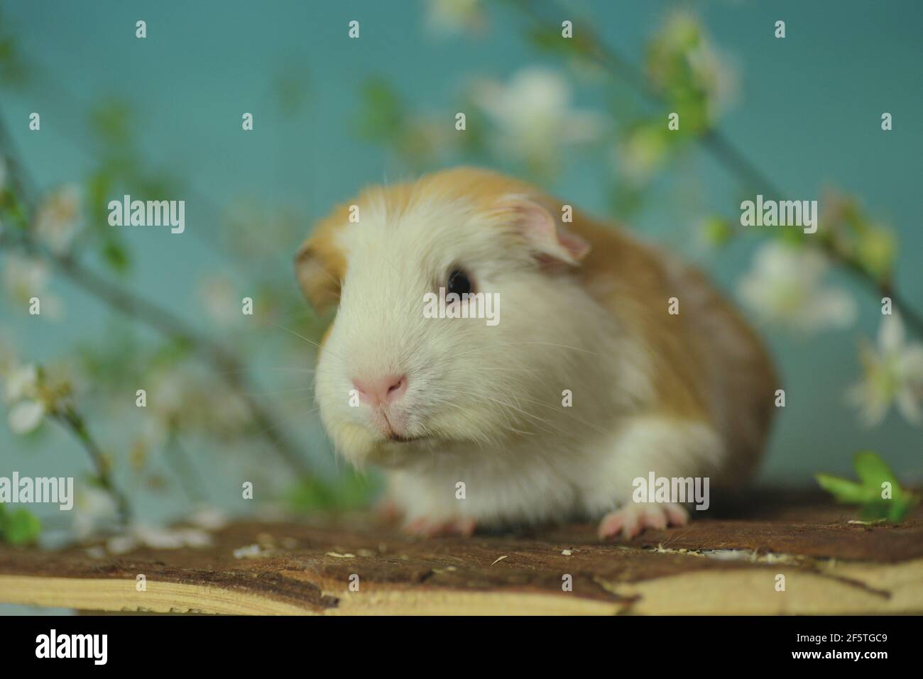 Guinea pig in spring awakening Stock Photo - Alamy