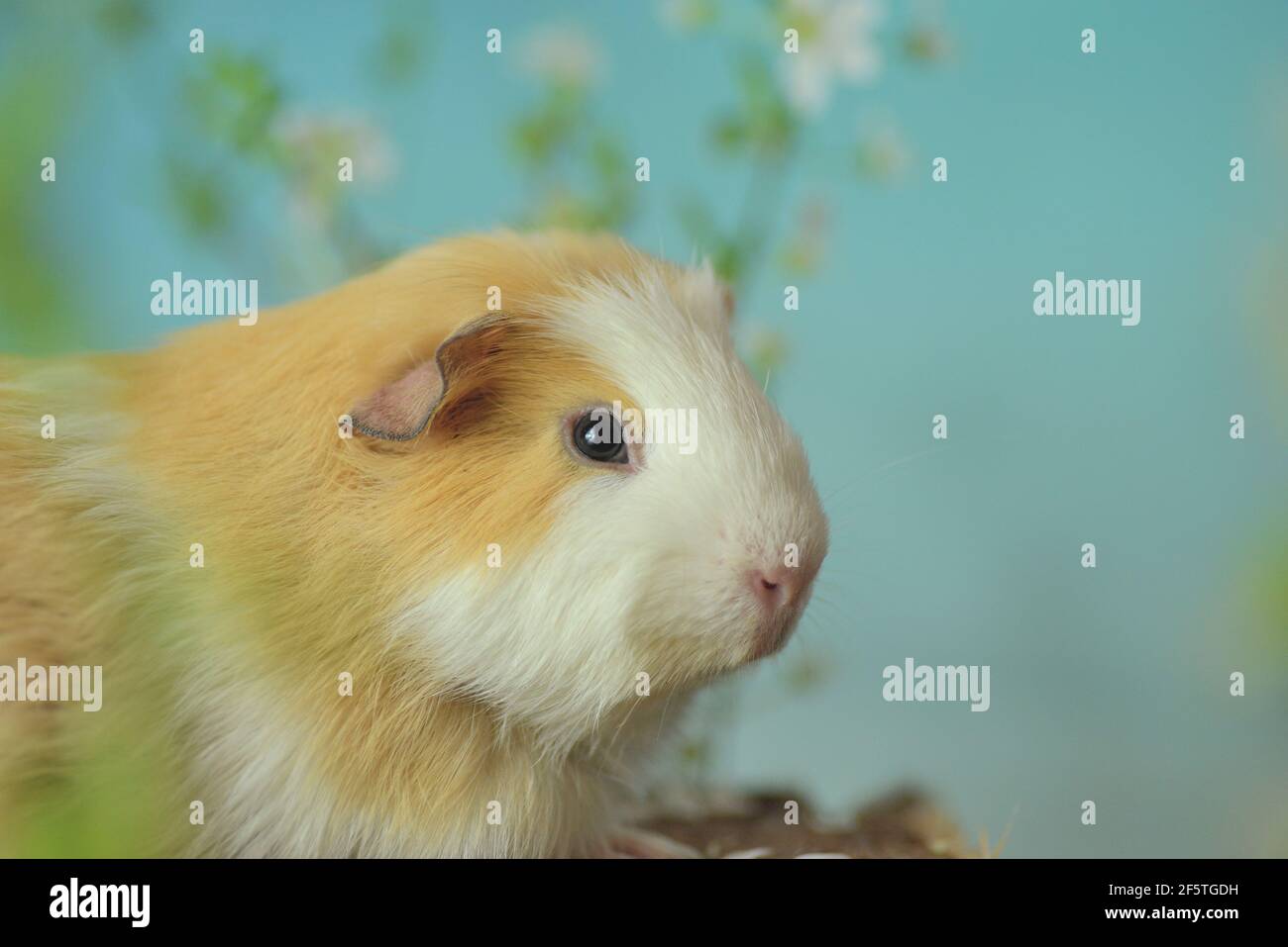Guinea pig in spring awakening Stock Photo - Alamy