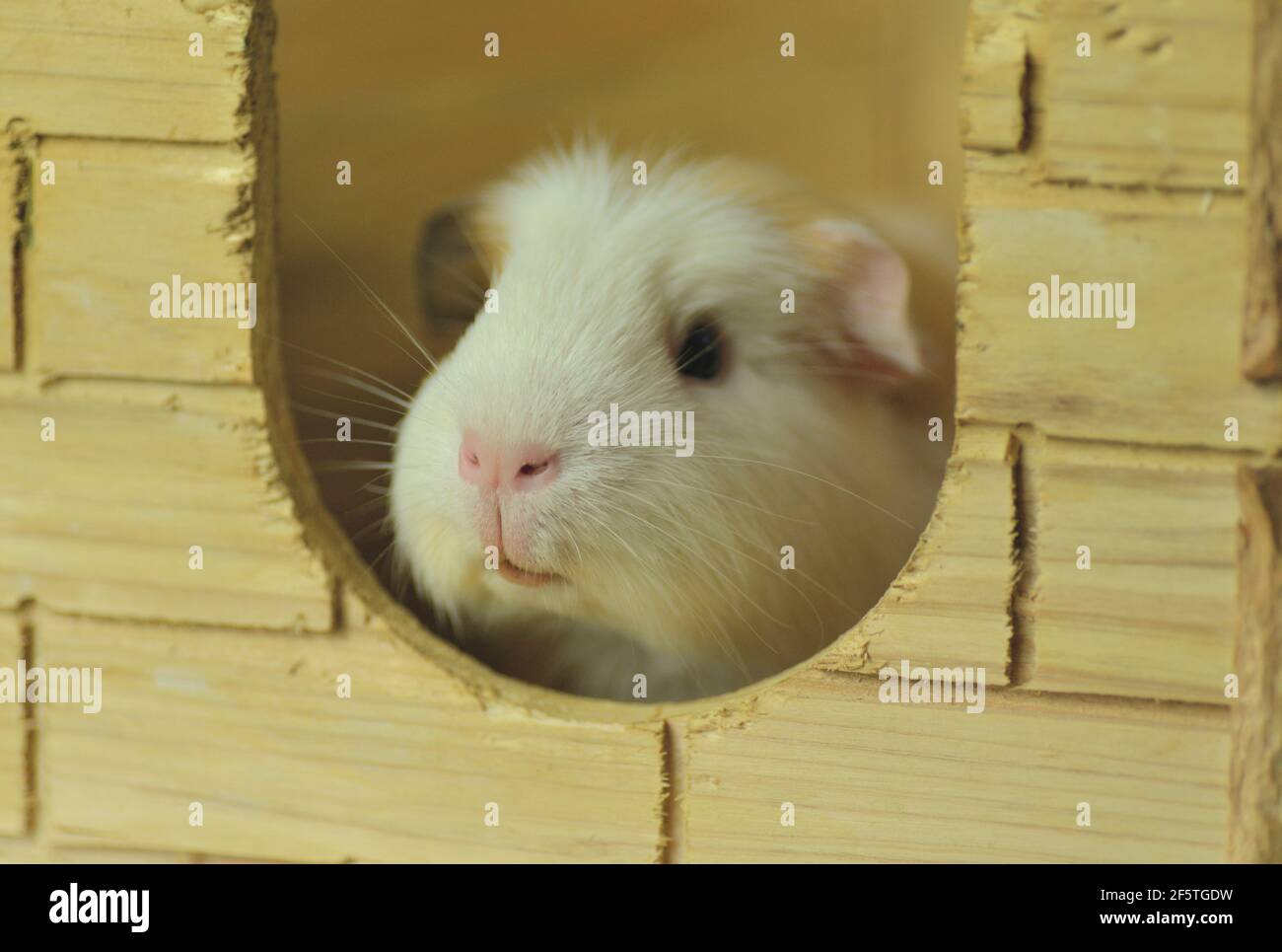 Guinea pig in spring awakening Stock Photo - Alamy