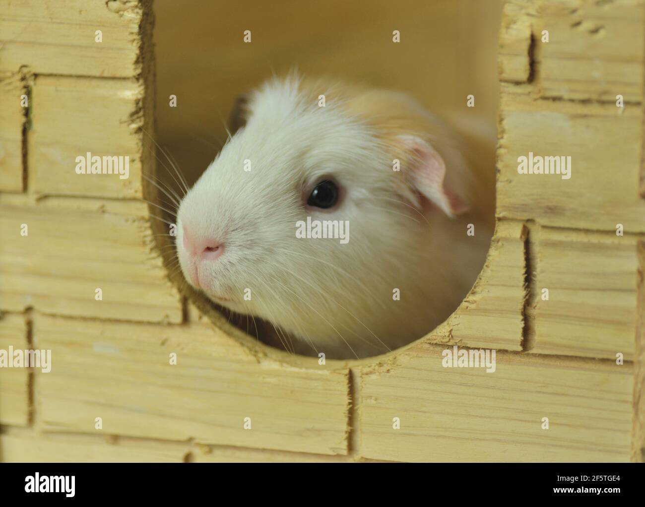 Guinea pig in spring awakening Stock Photo - Alamy