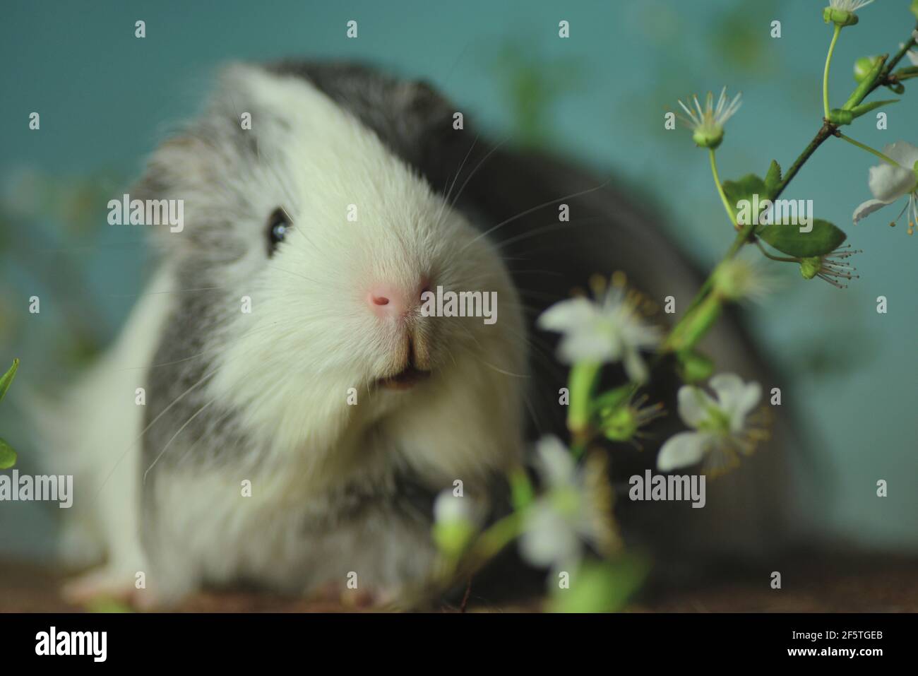 Guinea pig in spring awakening Stock Photo - Alamy